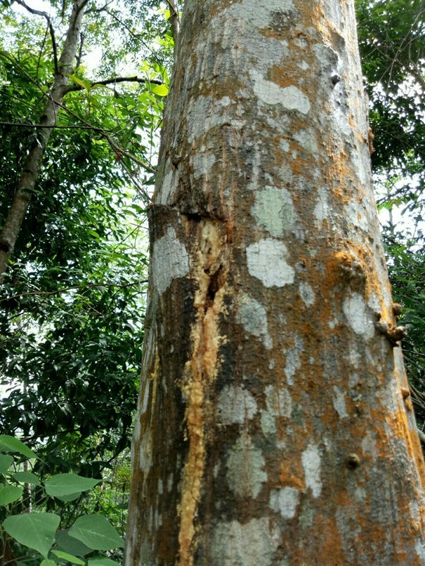 Judge trends in using styrax wood in life