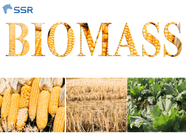 Biomass Energy: The Natural Powerhouse of Renewable Energy - SSR VINA ...