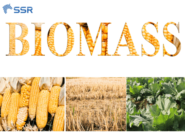 Biomass Energy: The Natural Powerhouse of Renewable Energy - SSR VINA ...